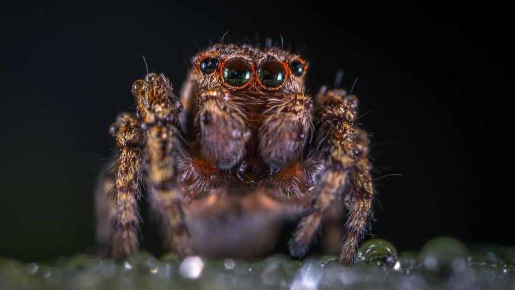 Fotografía Macro para capturar detalles increíbles | 2025