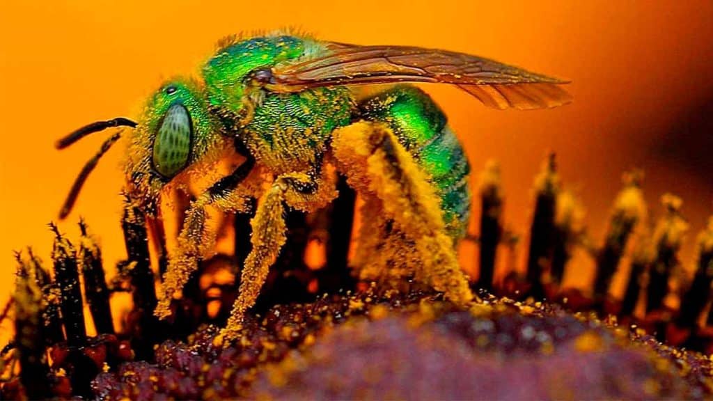 Fotografía Macro para capturar detalles increíbles | 2025